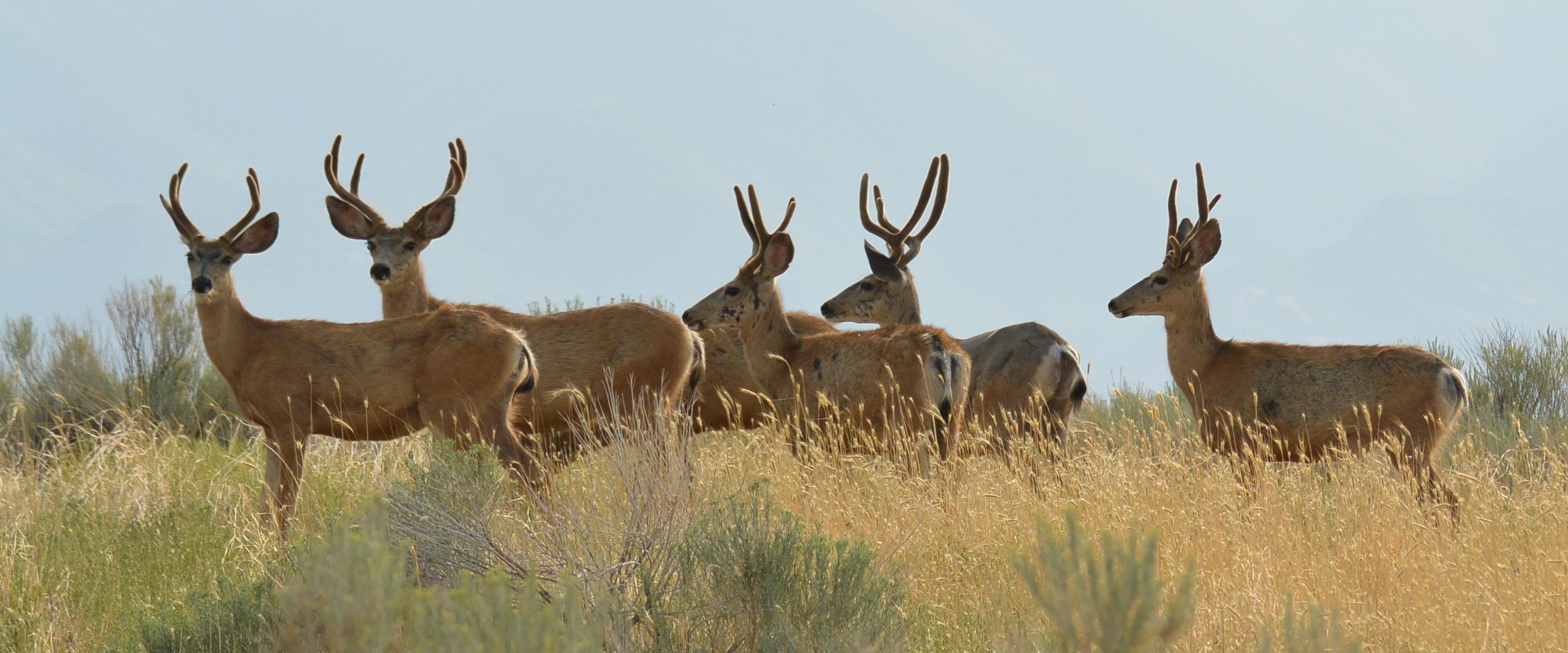 HAFB Deer Hunt - Hill Air Force Base - iSportsman